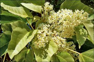 Kukui – Tree of Light – Maui Nui Botanical Gardens