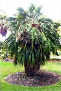 Loulu – Hawai’i’s Native Palm – Maui Nui Botanical Gardens