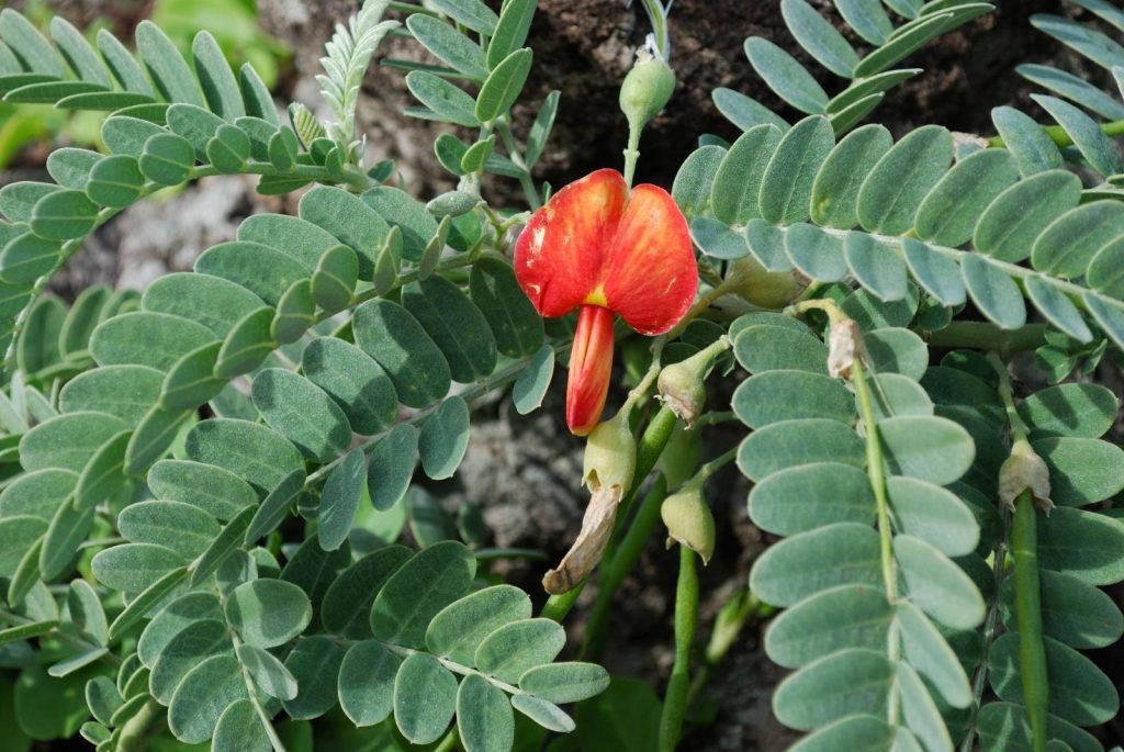 Ohai – Maui Nui Botanical Gardens