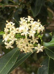 Alahe’e (Psydrax odorata) – Maui Nui Botanical Gardens