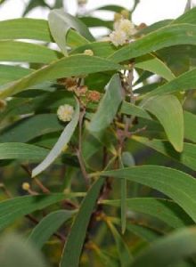 Koai‘a (Acacia koaia) – Maui Nui Botanical Gardens