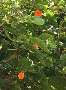 Kou (Cordia subcordata) – Maui Nui Botanical Gardens