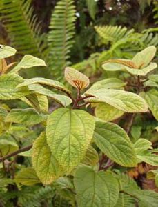 Māmaki (Pipturus albidus) – Maui Nui Botanical Gardens