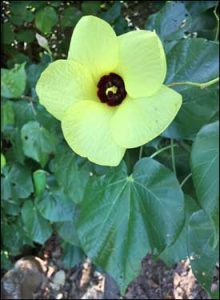 Hau (Hibiscus tileaceus) – Maui Nui Botanical Gardens