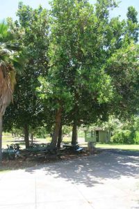 Kamani (Calophyllum inophyllum) – Maui Nui Botanical Gardens