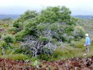 Koai‘a (Acacia koaia) – Maui Nui Botanical Gardens