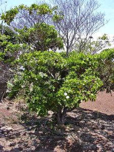Nānū (Gardenia brighamii) – Maui Nui Botanical Gardens