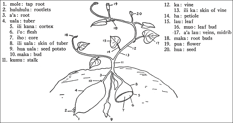 ‘Uala: Untangling a Hawaiian Cultivar – Maui Nui Botanical Gardens