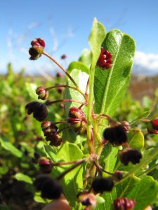 ‘A‘ali‘i (Dodonaea viscosa) – Maui Nui Botanical Gardens