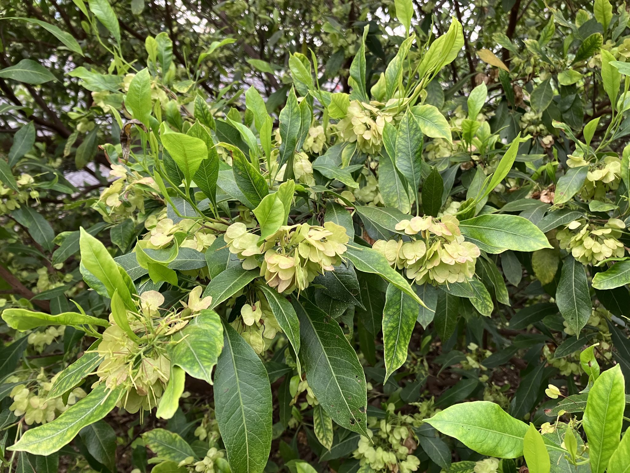‘A‘ali‘i (Dodonaea viscosa) – Maui Nui Botanical Gardens